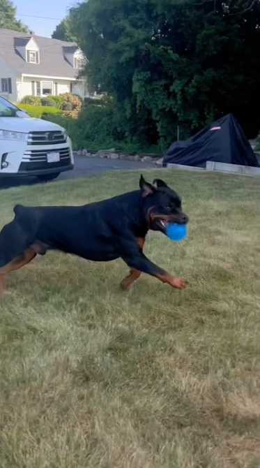 Catch me if you can funny rottweiler puppy moment