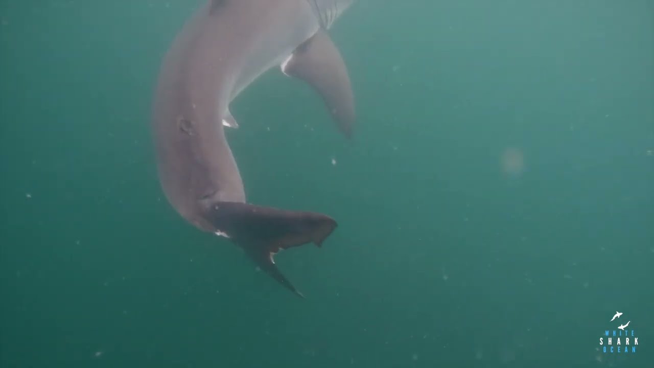 Up close with sharks: Incredible underwater encounters caught on camera