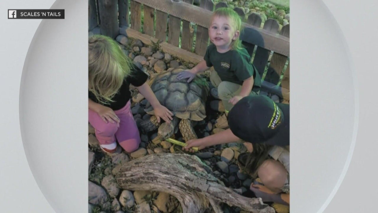Stolen tortoise returned to pet shop, suspect arrested