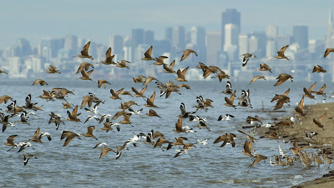 Test your bird knowledge with fun quizzes
