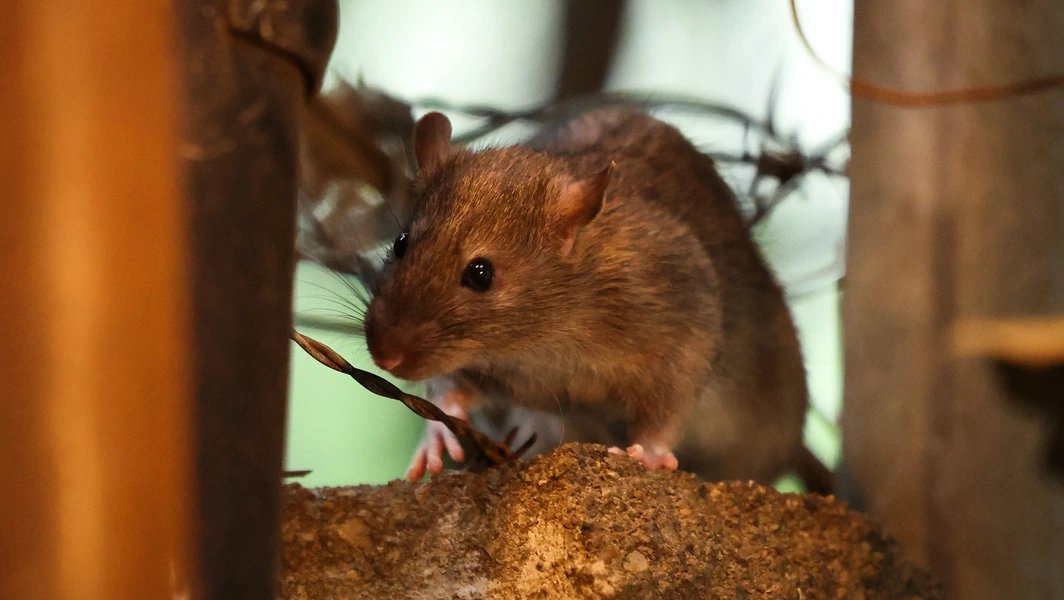 Scents and signs that attract rats
