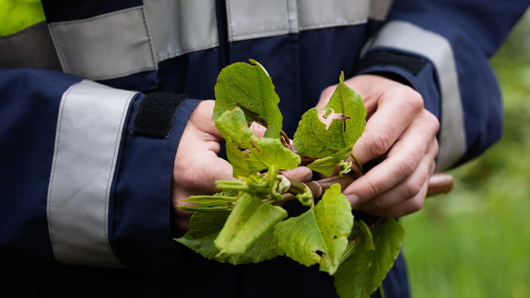 12 invasive plants that harm ecosystems and structures