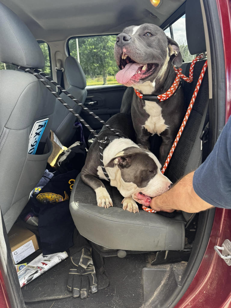 Willington Animal Control search for suspect who left two dogs at I-84 ...