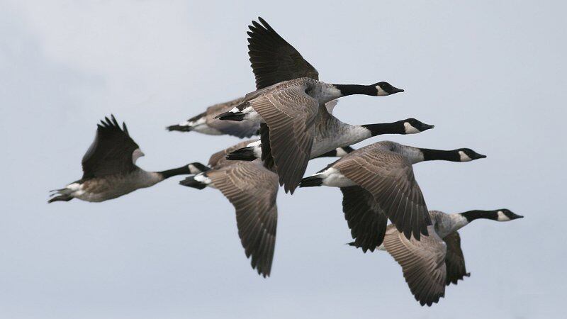 Ex-HOA member sues to stop Heritage Plantation goose kill