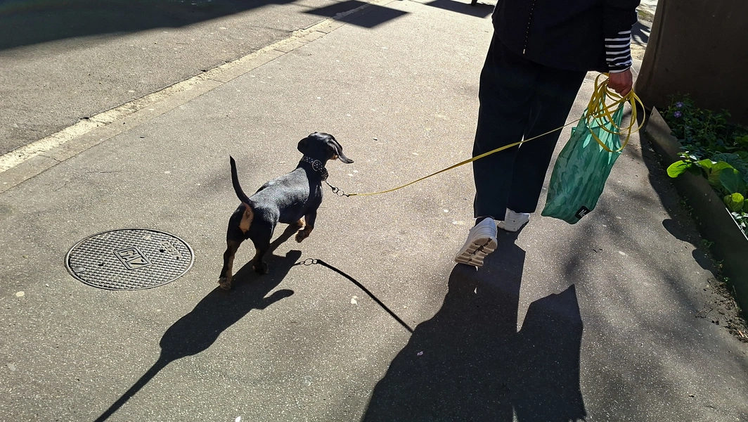 Effective strategies to stop dogs pulling on leash