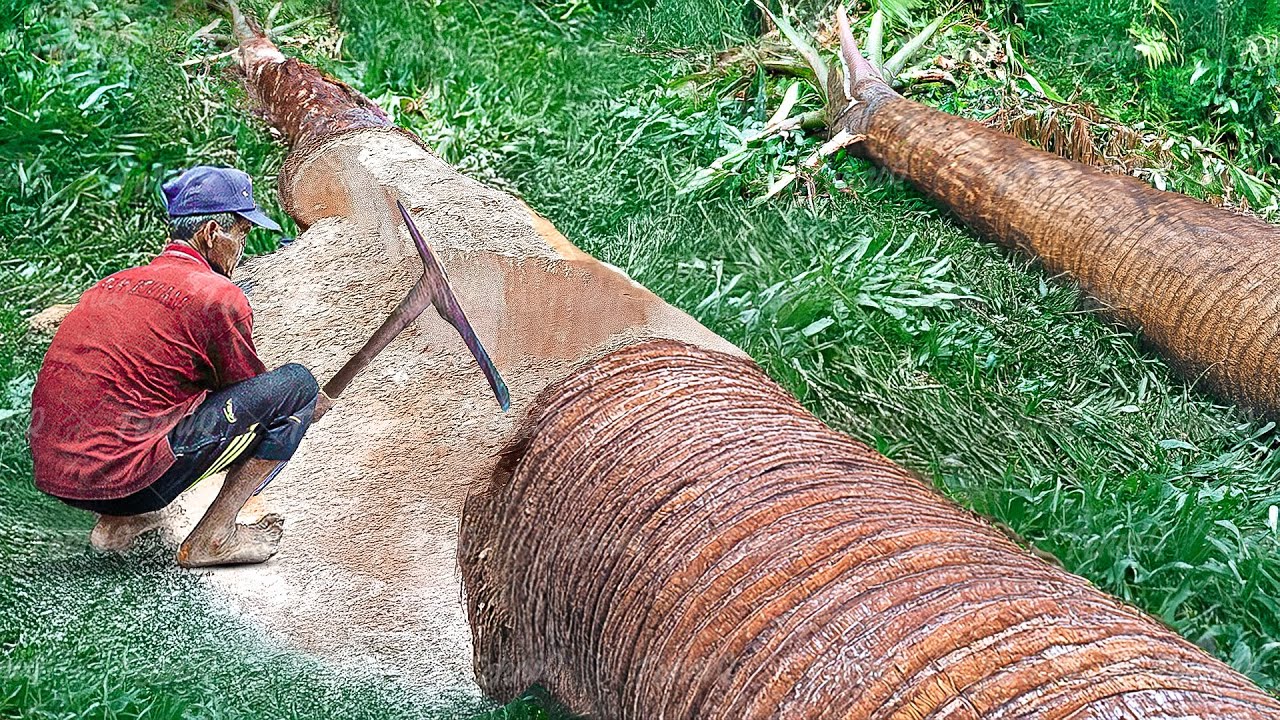 The crazy process of making & eating palm trees in Indonesia