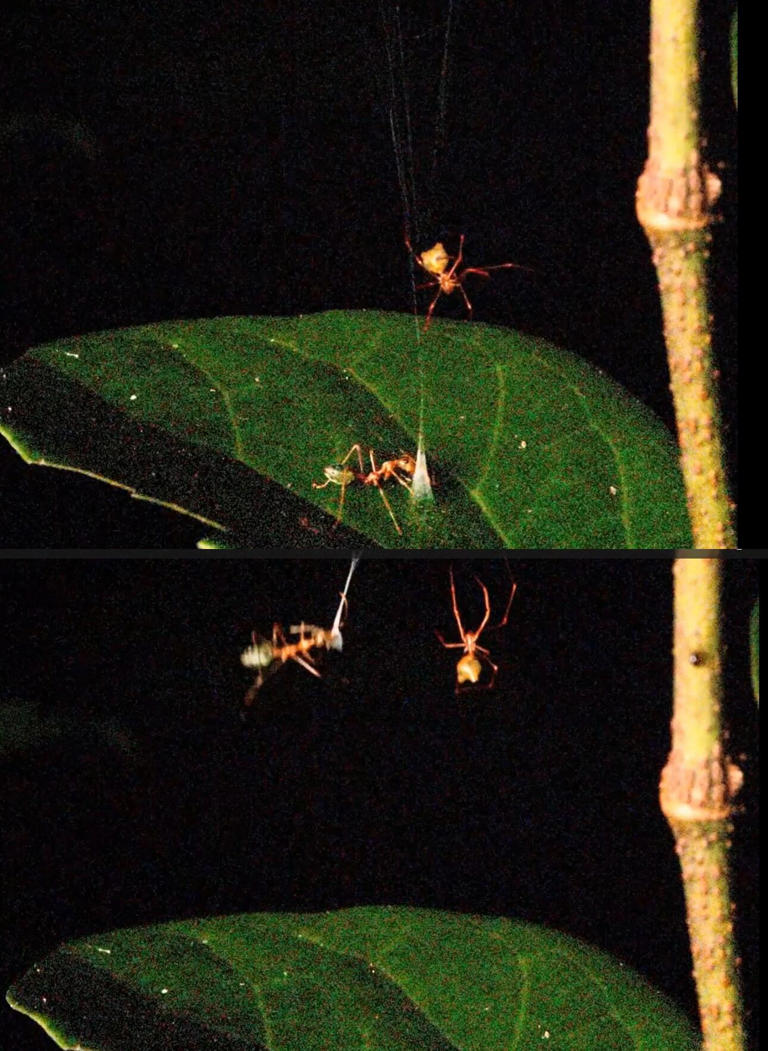 Ballista spider launches ants at 130g acceleration with silk trap