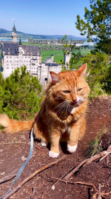The ultimate travel life of a happy orange cat