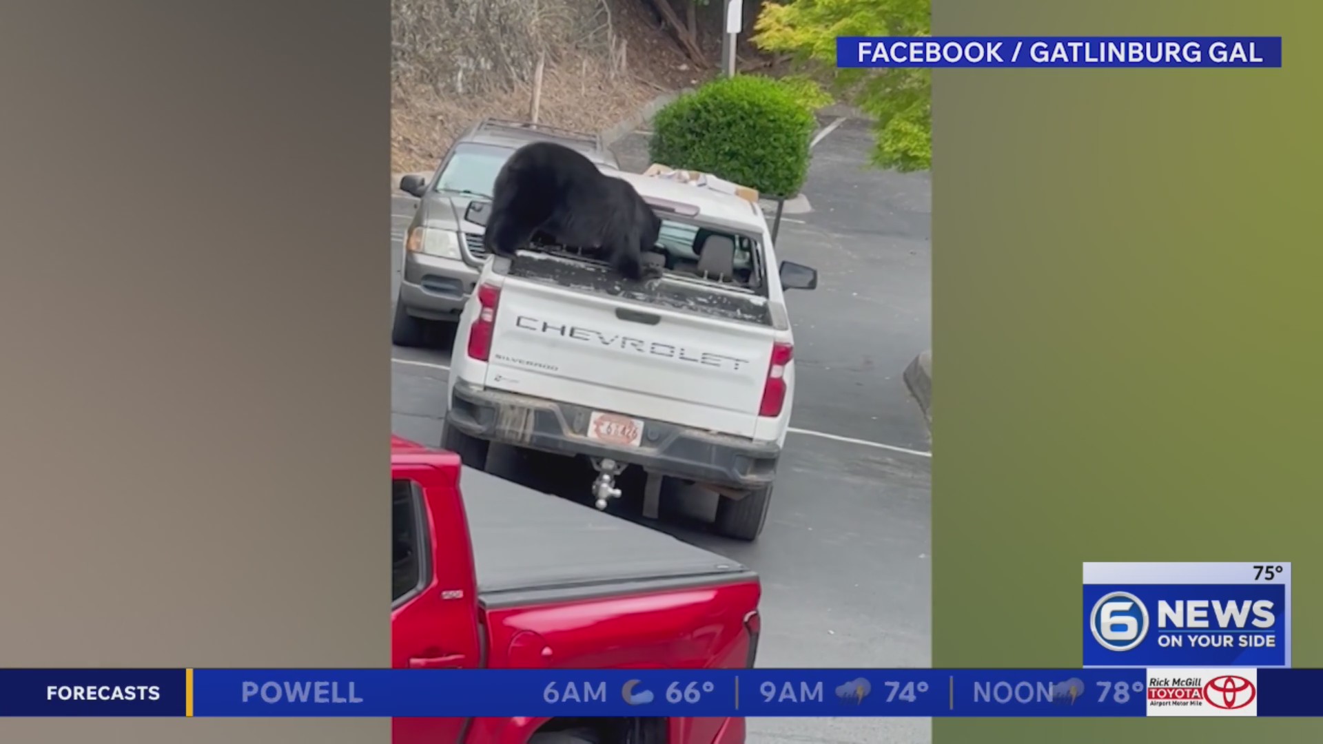 Video: Bear climbs inside pickup truck in Gatlinburg