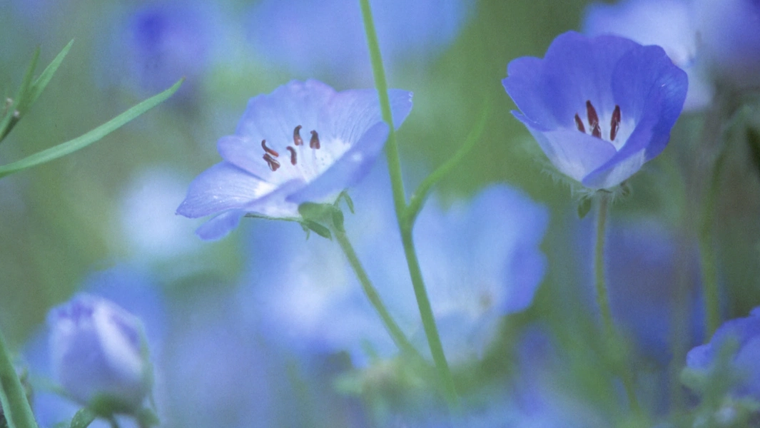 11 striking blue flowers to brighten your garden