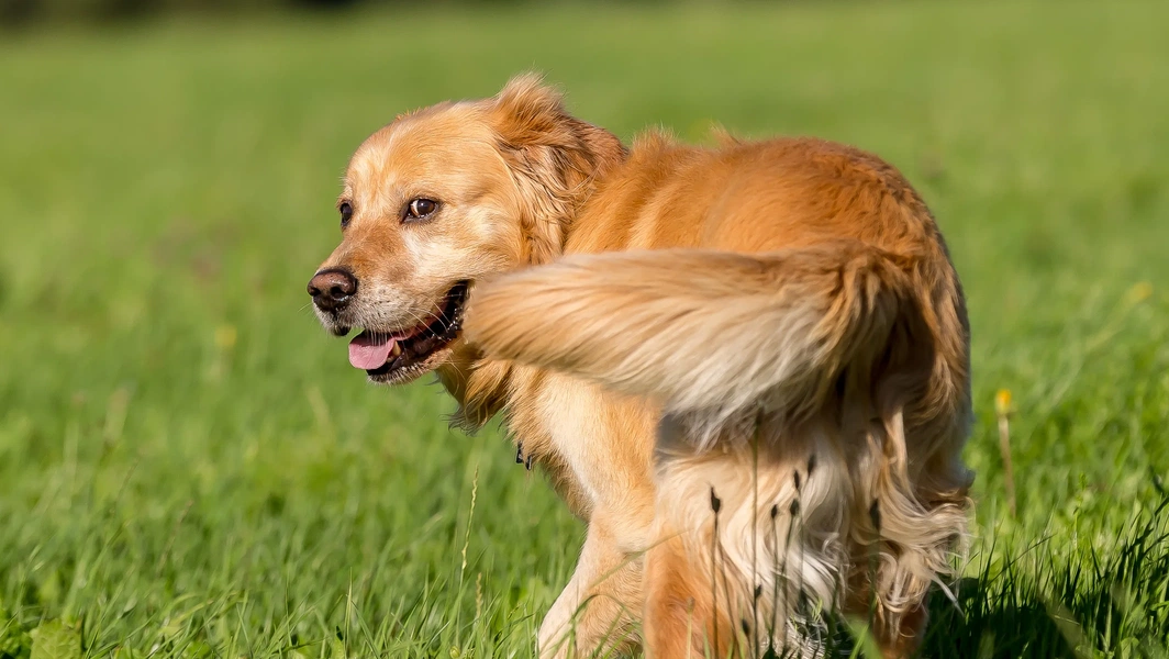 Understanding canine body language and emotions