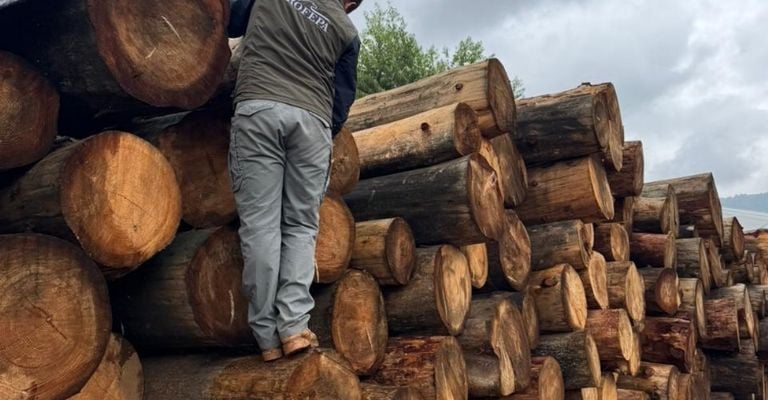 Profepa asegura madera Michoacán 3,000 m³ aserradero La Palizada Madero ...