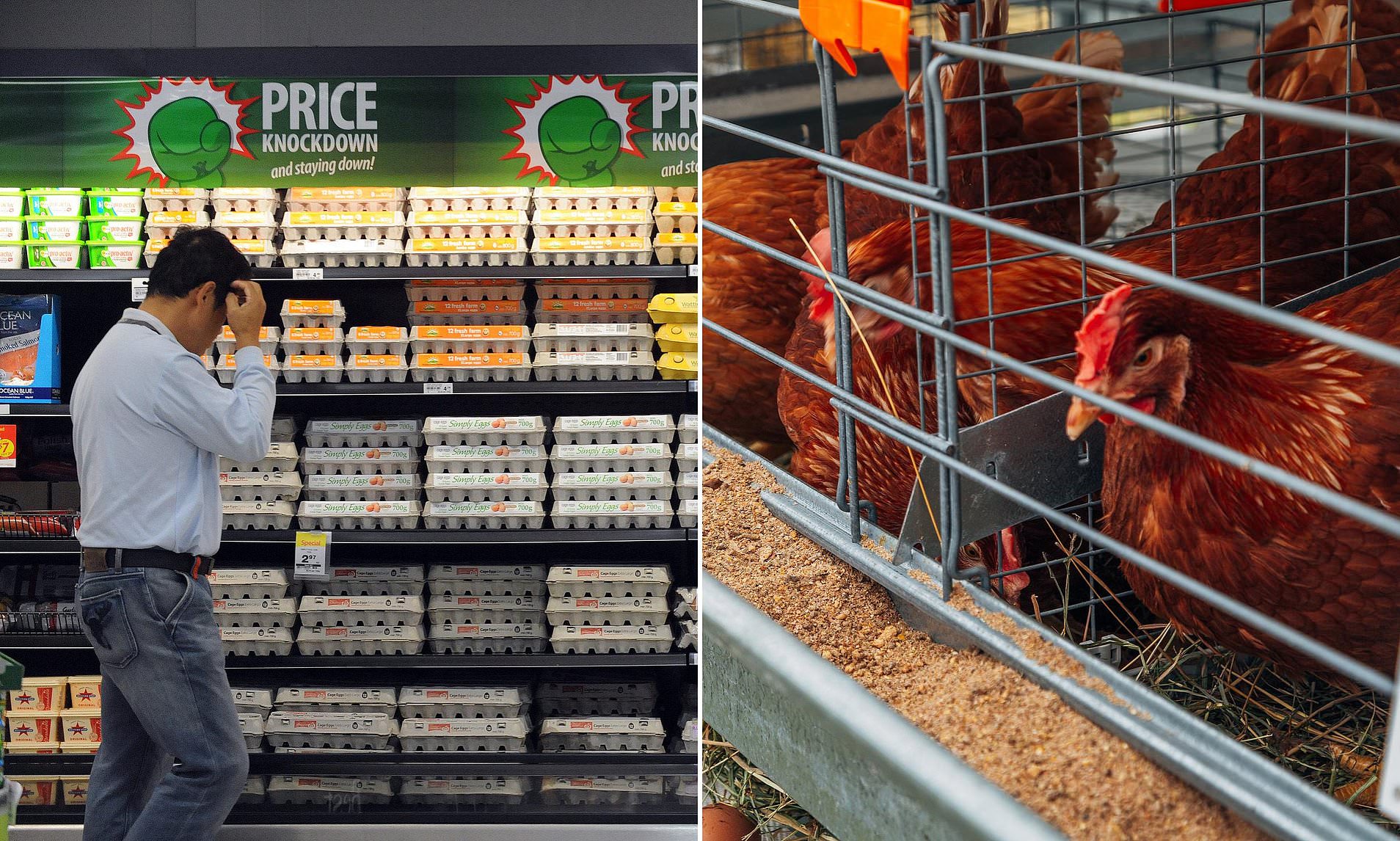 Bird flu safety message is delivered to Aussies worried about buying ...