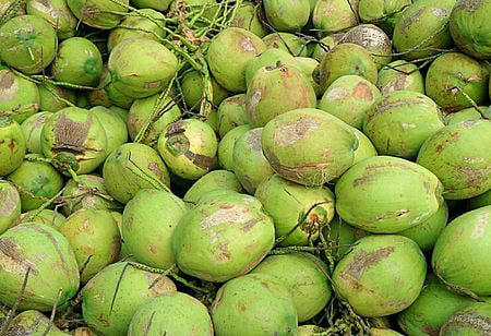 Affected by price crash, farmers urge Centre, TN to procure coconut