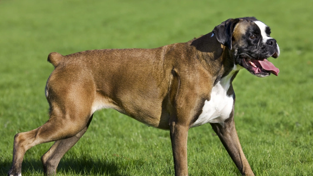Essential facts about boxer dogs