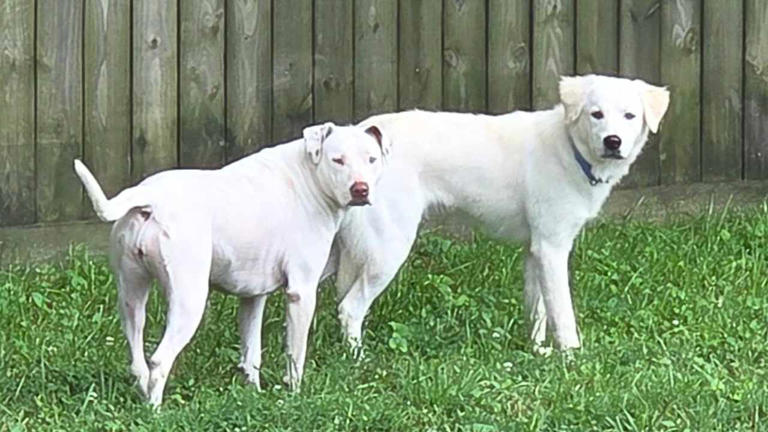 7-month-old Great Pyrenees mix puppy searching for new home after ...