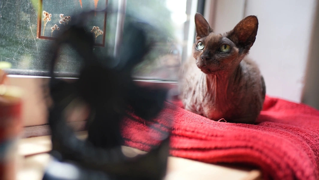 12 behaviors cats show when left alone