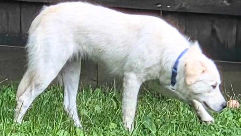 7-month-old Great Pyrenees mix puppy searching for new home after ...
