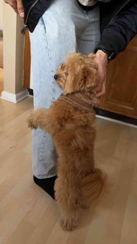 Barney the Pomapoo refuses to let go as his owner leaves for work