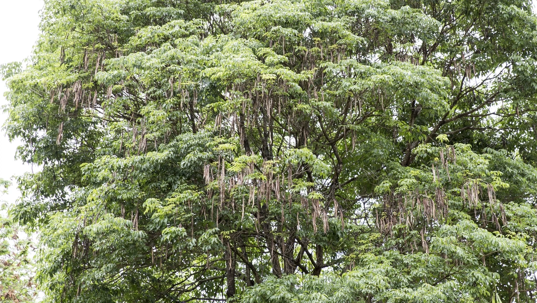 Monkey pod tree: Origins, traits, and uses