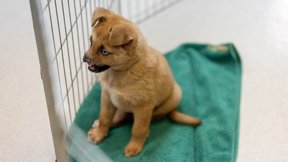 14 essential tips for raising a happy, healthy puppy