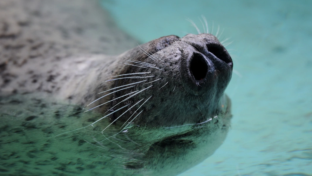 11 animals with unusual sleep patterns