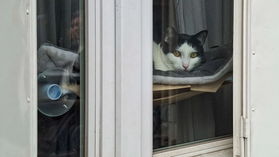 12 behaviors cats show when left alone