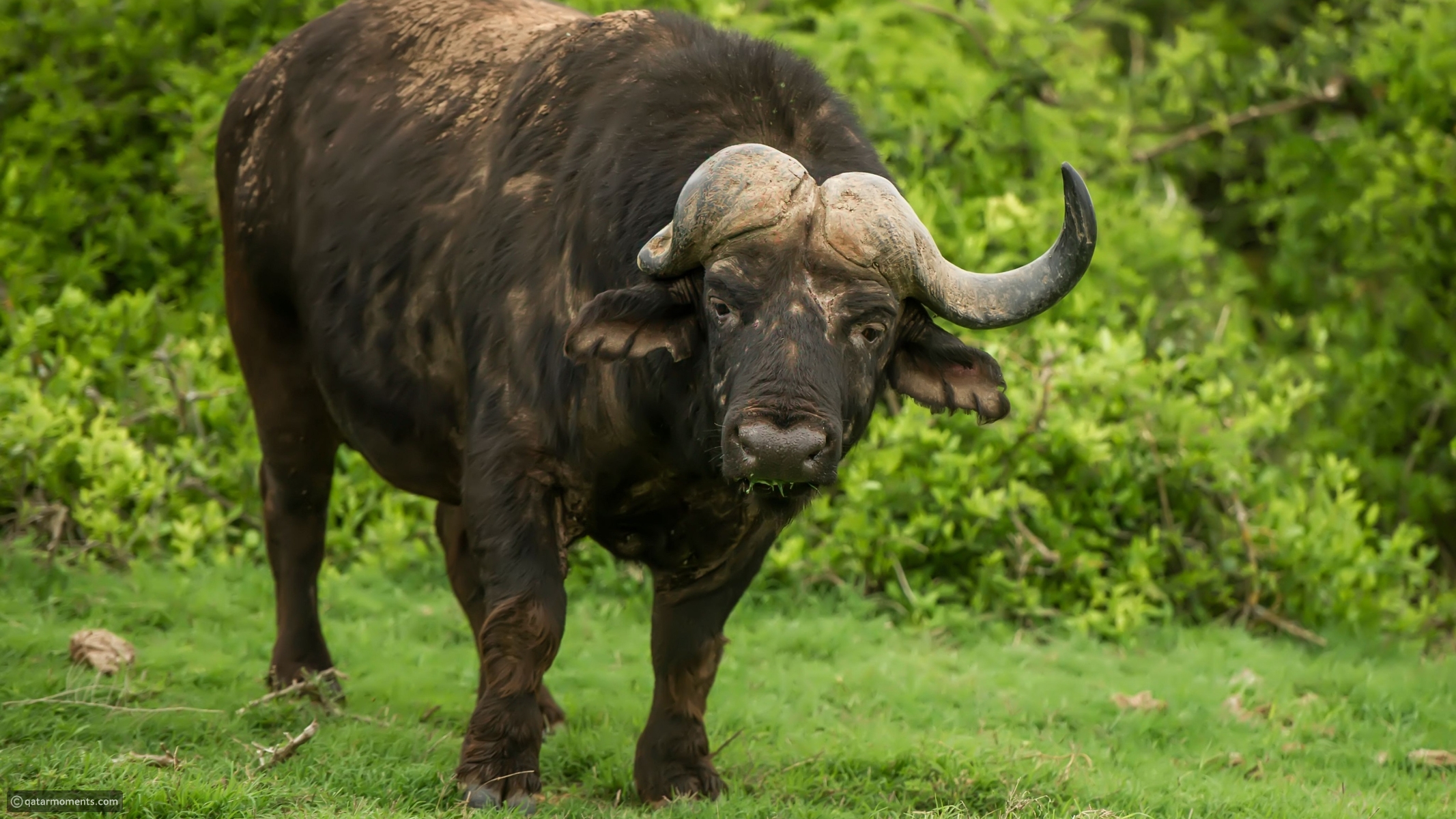 Wilderness danger: The most dangerous animals to avoid at all costs