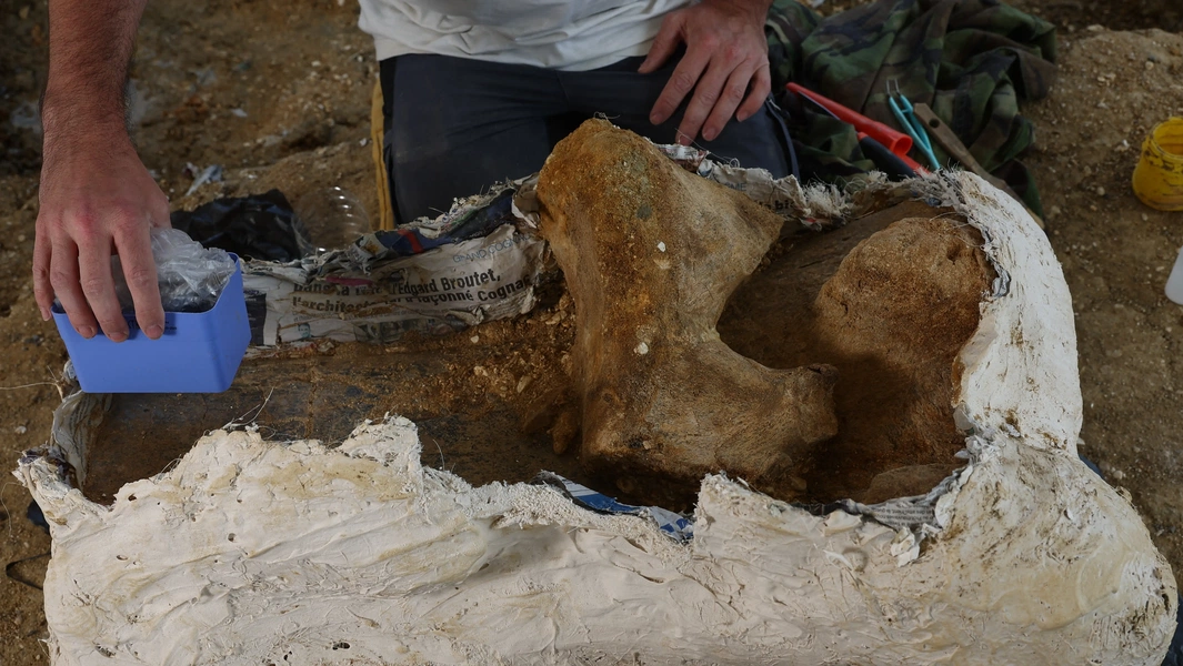 4 fossil discoveries that reshaped evolutionary science