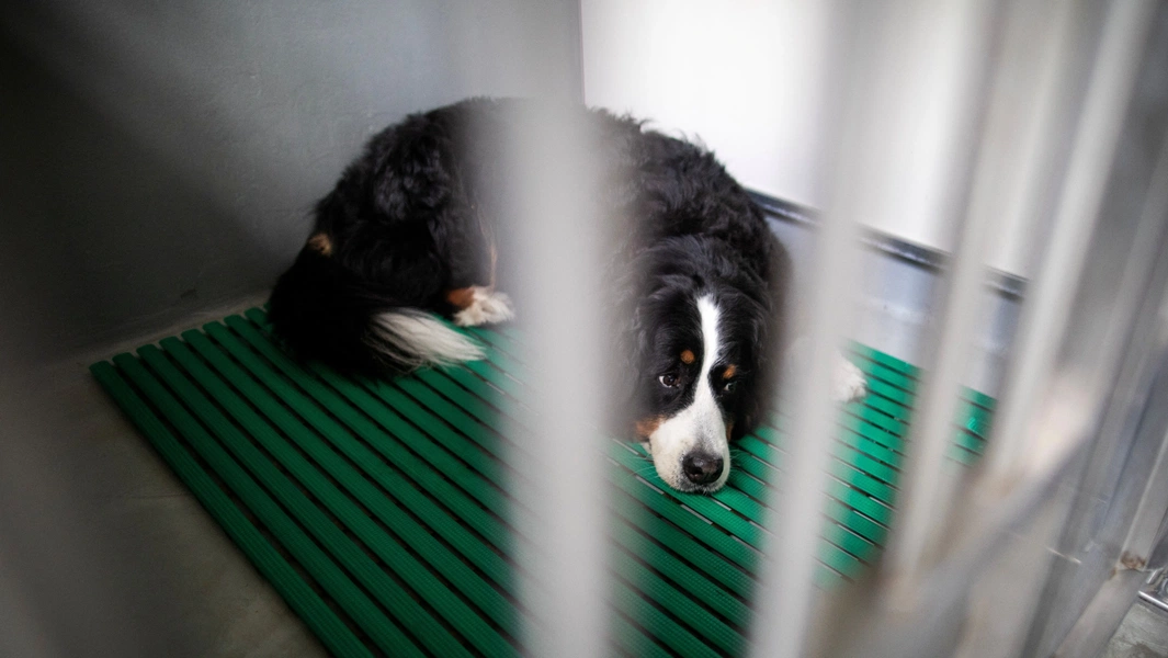 7 signs your dog may be nearing the end