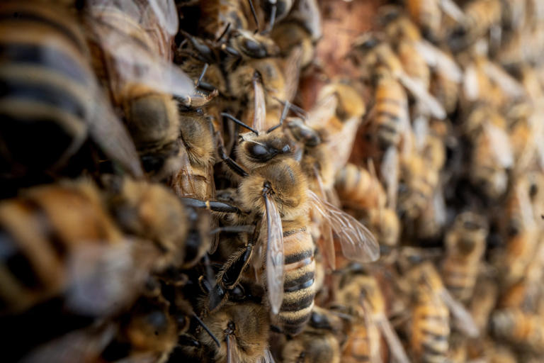 Millions of bees swarm Texas neighborhood after semitrailer overturns