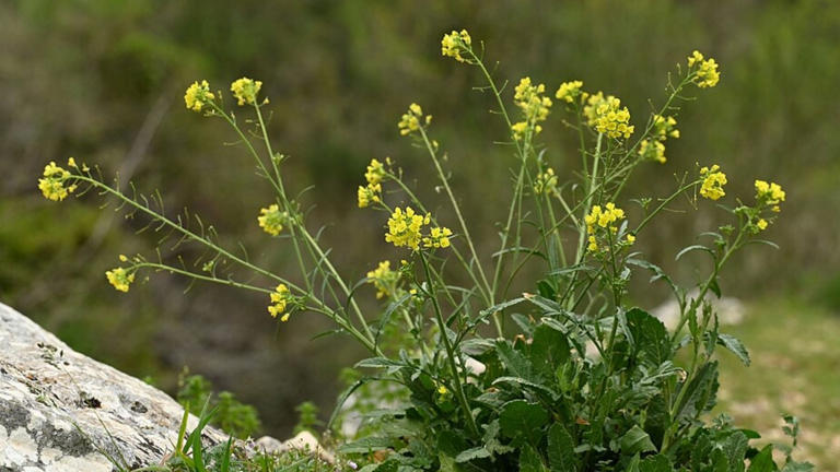 La desconocida planta que colorea de amarillo los campos riojanos y dio ...