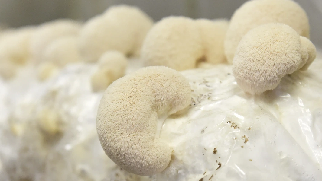 Why lion’s mane is the brain’s secret friend