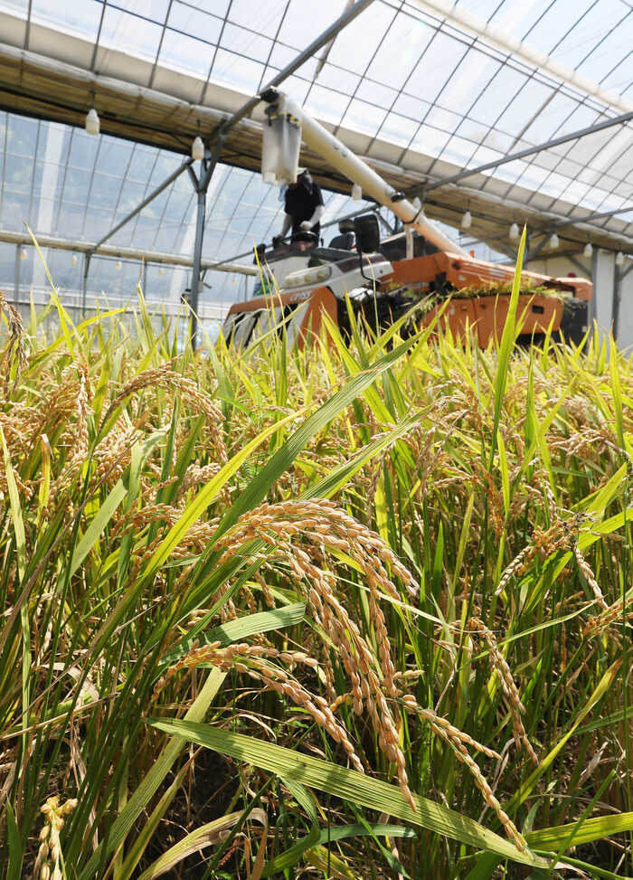 Rice harvesting