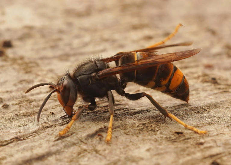 The invasive species you don’t want in your garden