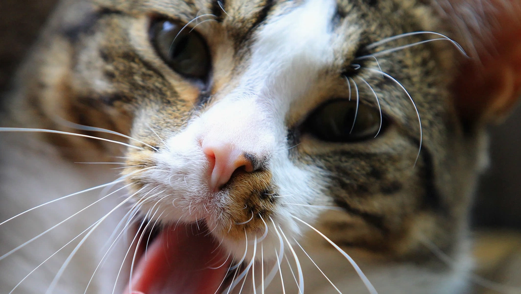 Understanding the many meanings of cat meows