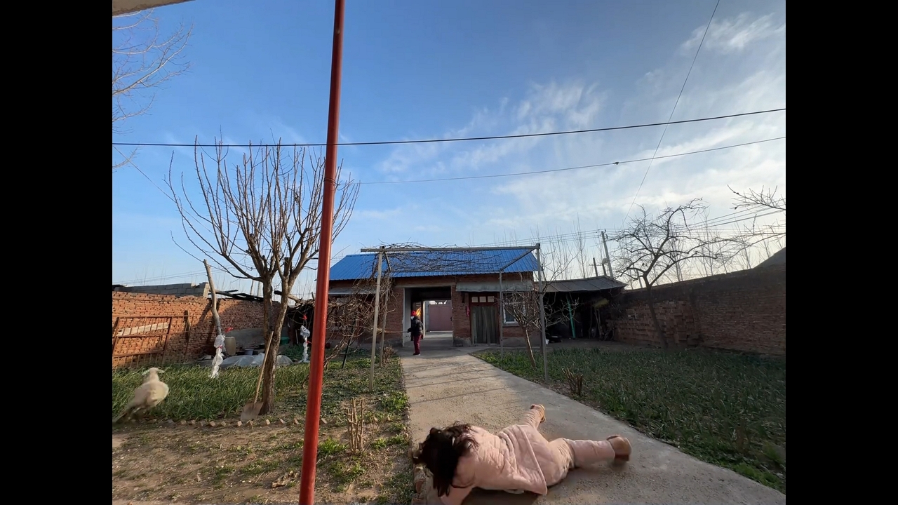 Woman takes a tumble chasing sheep in Henan