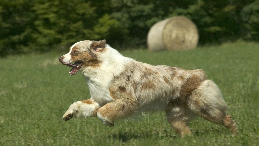 Finding your perfect herding dog match