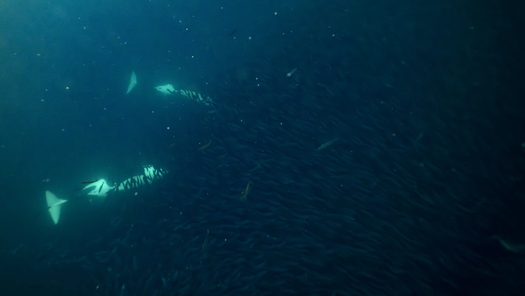 Orca power, intelligence, and global hunting mastery
