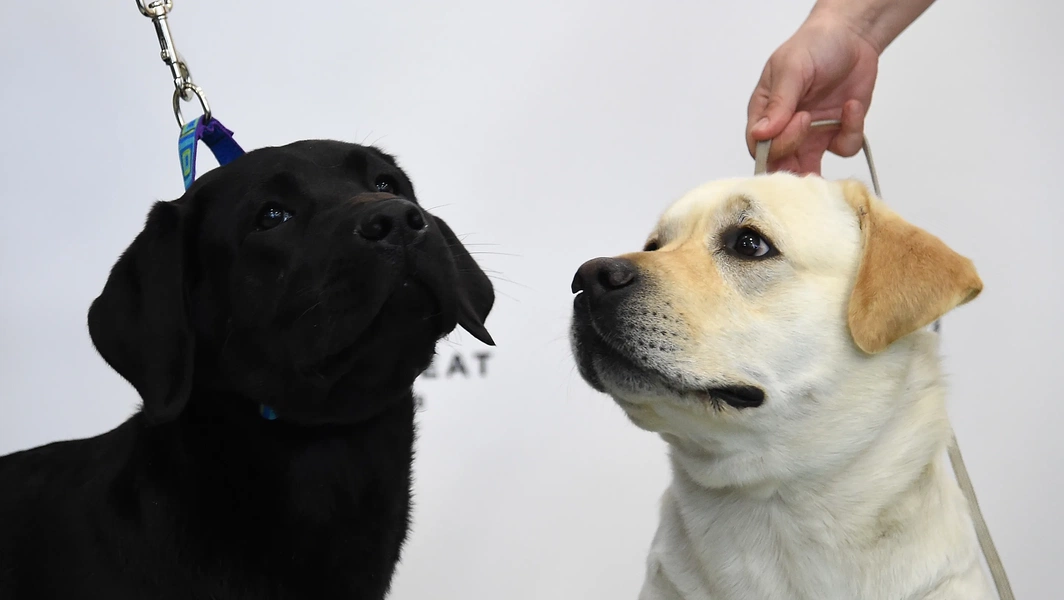 7 dog breeds that thrive with canine companions
