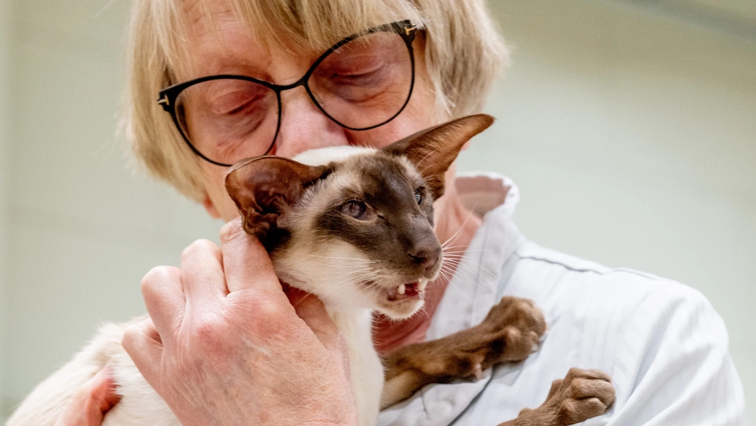 10 cat breeds that form strong human bonds