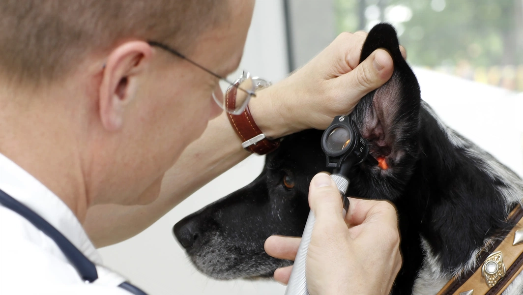 Recognizing signs of ear infections in dogs