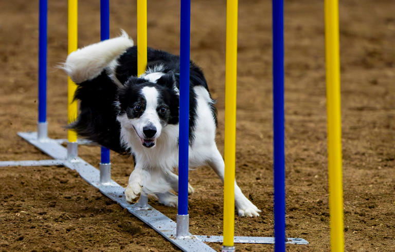 Watch dogs compete at Loves Park agility trials