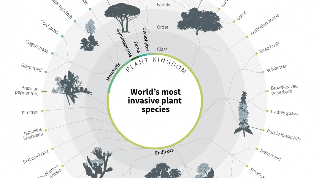 12 invasive plants that harm ecosystems and structures