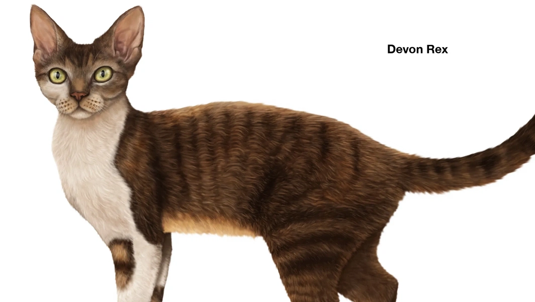 Devon Rex cats: History, traits, and care
