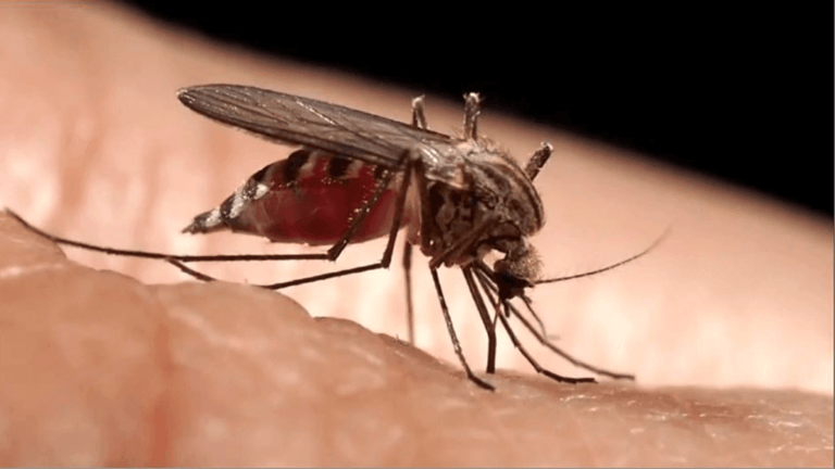 Pitt County highlights mosquito prevention and safety during awareness week