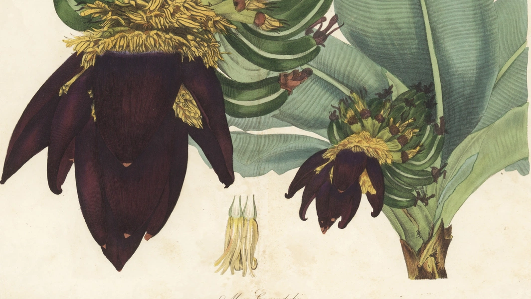 22 fruits and vegetables shaped by human cultivation