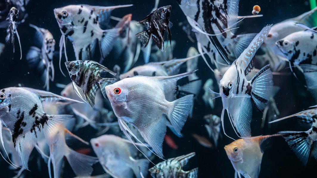 8 aquarium fish too demanding for beginners