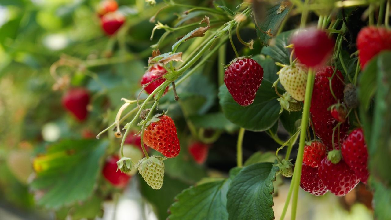 A strawberry cloche is the best way to stop birds eating your fruit and ...
