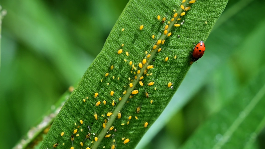 Neem oil’s versatile benefits for plants and soil